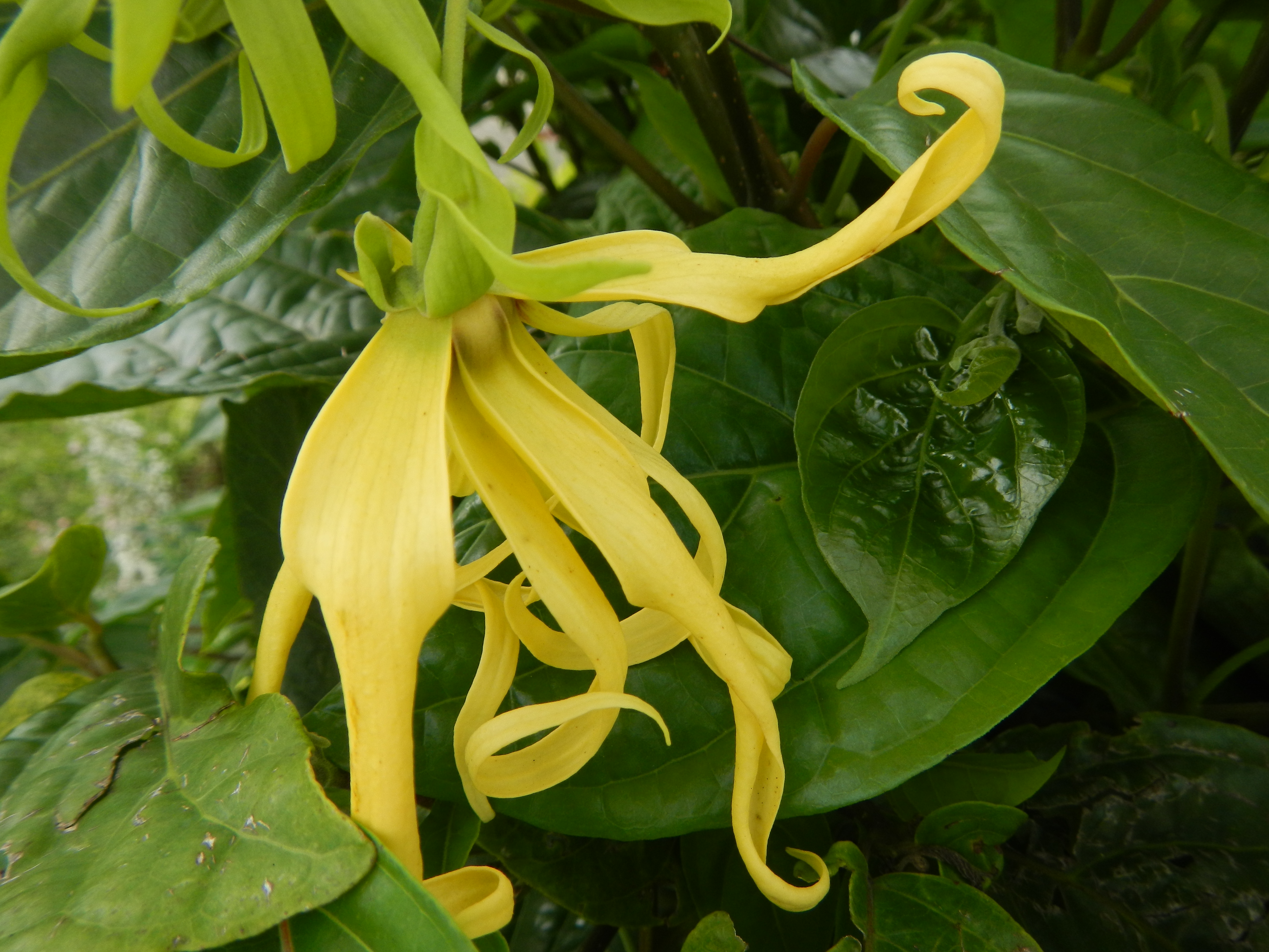 Ylang-Ylang | 100% æterisk olie | Sæbeværkstedet